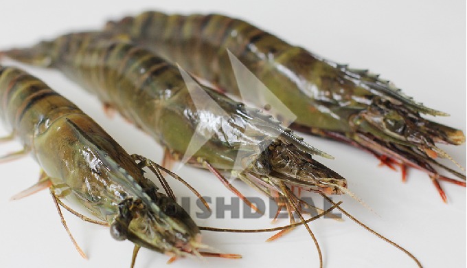 BLACK TIGER SHRIMP - HOSO - HLSO - PDTO - PUD - COOKED - BREADED ...
