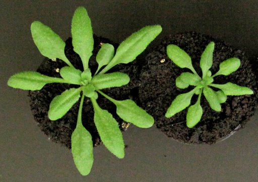 6-Furfurilaminopurina ( Kinetina ) (de Mediterranea de agroquimicos)